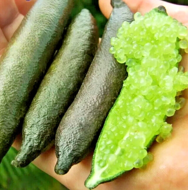 Green Australian Finger Lime Grafted Tree 2 Feet Tall Citrus ...