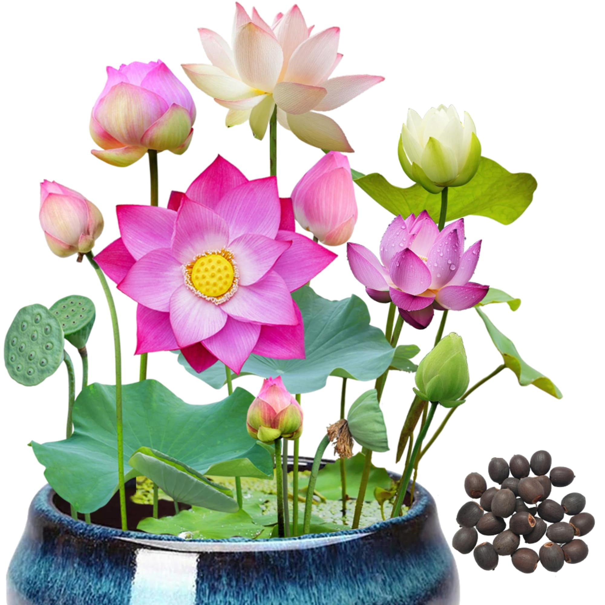 KIRA SEEDS - FEV6 Seeds Snow on The Mountain - Annual Flowers for ...