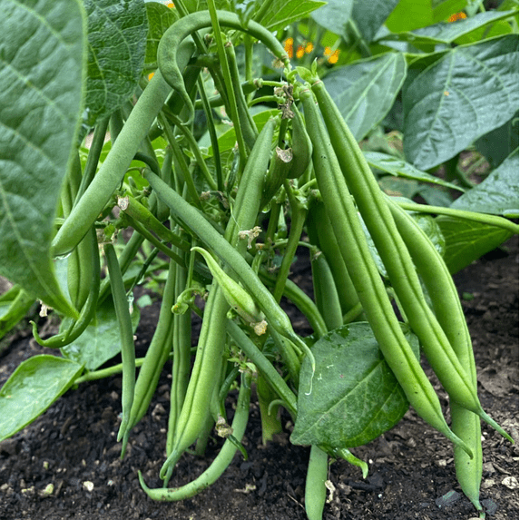 Green Bean Live Plants in 4 Inch Pot, Set of 2 Bush Bean Starter Plants ...