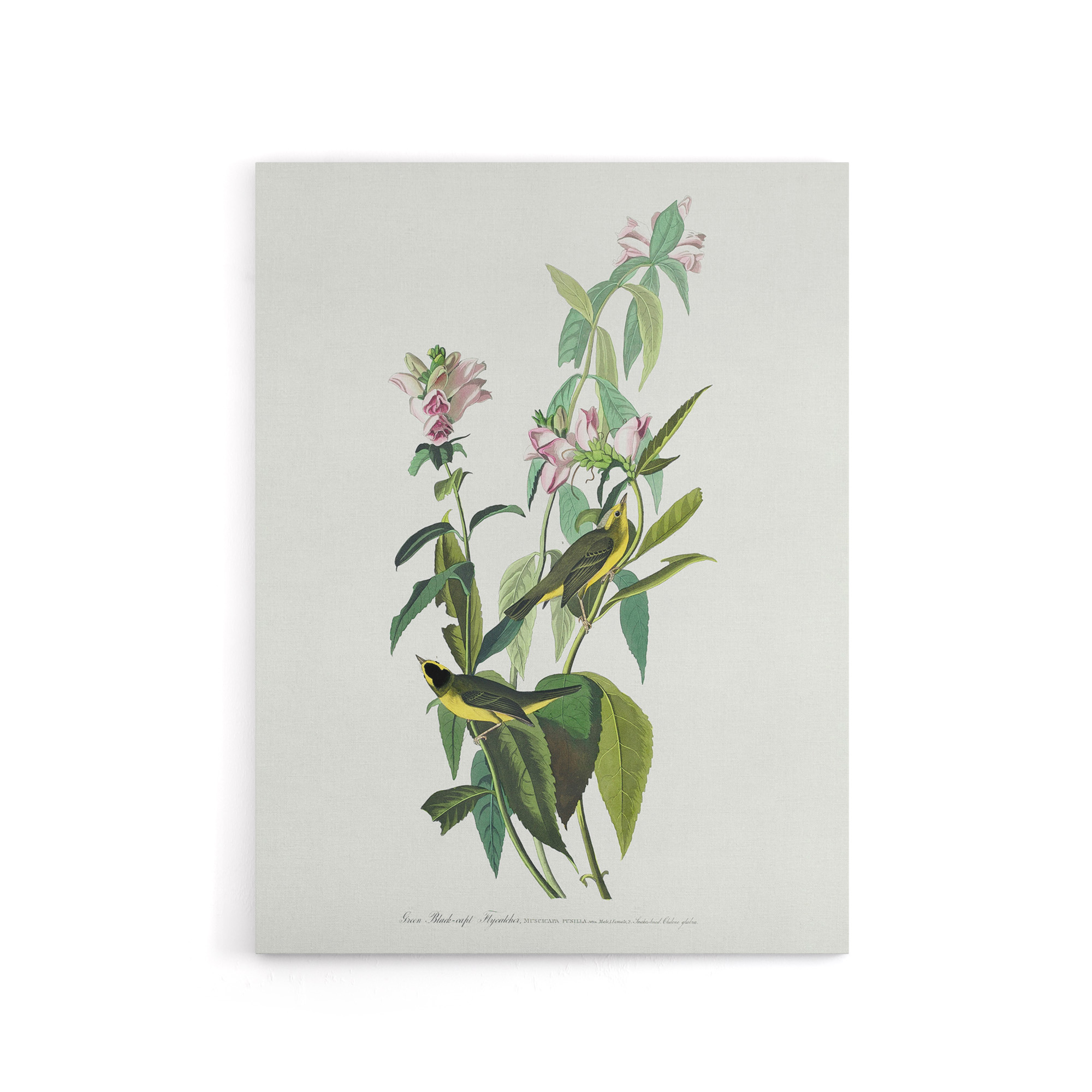 Green Black Capped Flycatcher Audubon Nature Canvas Wall Art 12X16 ...