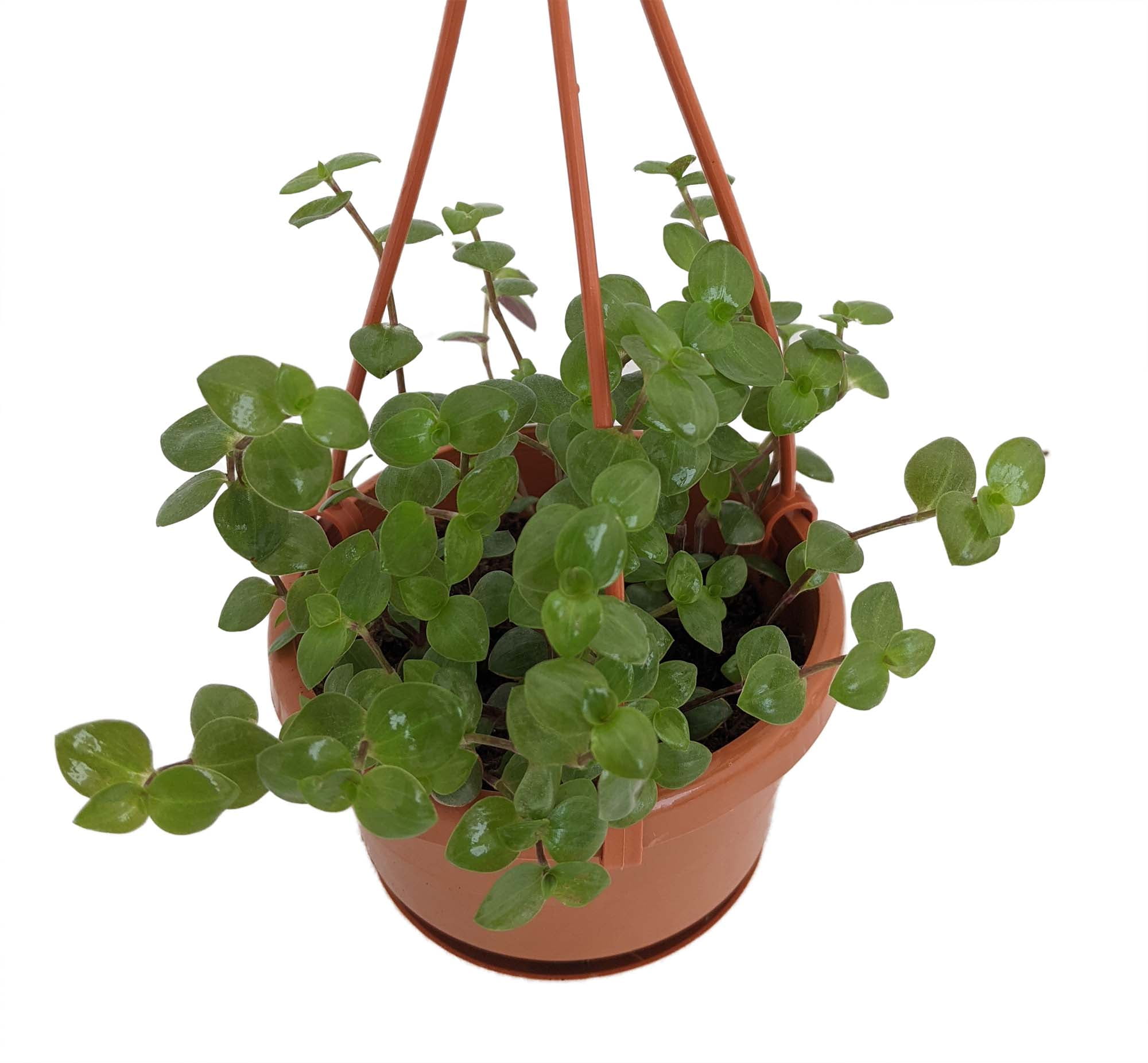 Green Bolivian Jewel - Turtle Vine - Callisia Repens - 4" Mini Hanging ...