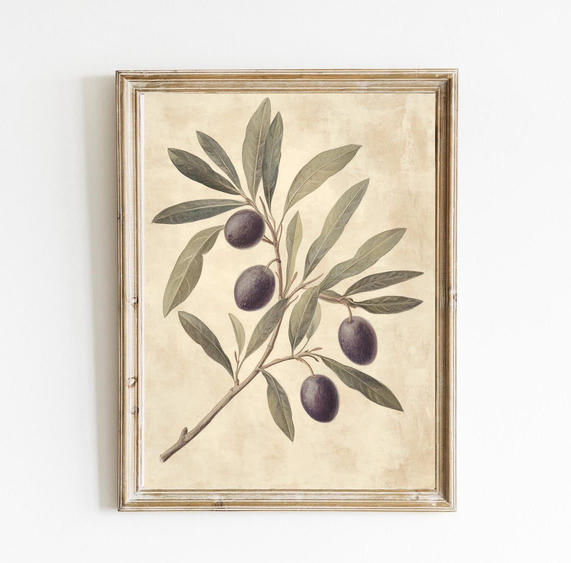 Green Botanical Olive Branch E195 Vintage Botanical Print Poster ...