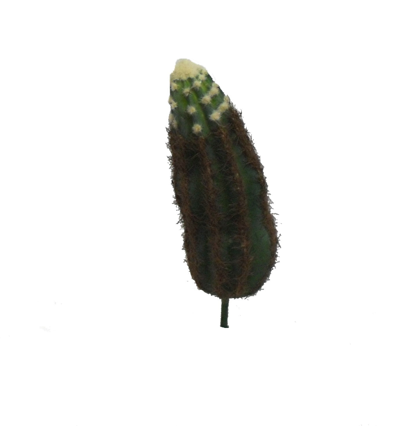 Green Brown Cucumber Cactus 6in Artificial Polysilk Faux Fake Flower ...