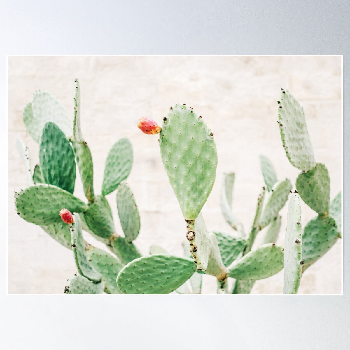 Green Cacti | Pastel Colored Cactus With Colorful Flowers In Ostuni ...