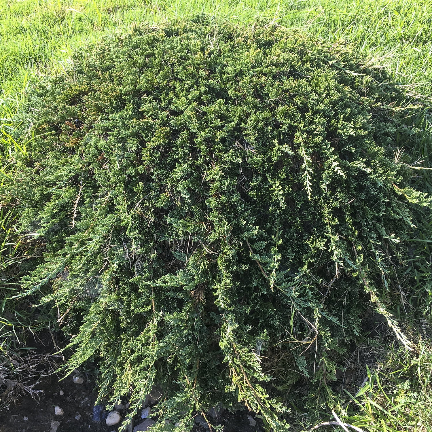 Green Carpet Juniper Bush Potted Evergreen Shrub, in a 2.50 Qt. Pot ...