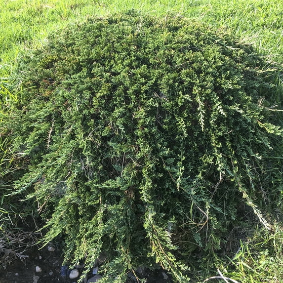 Green Carpet Juniper Bush Potted Evergreen Shrub, in a 2.50 Qt. Pot ...