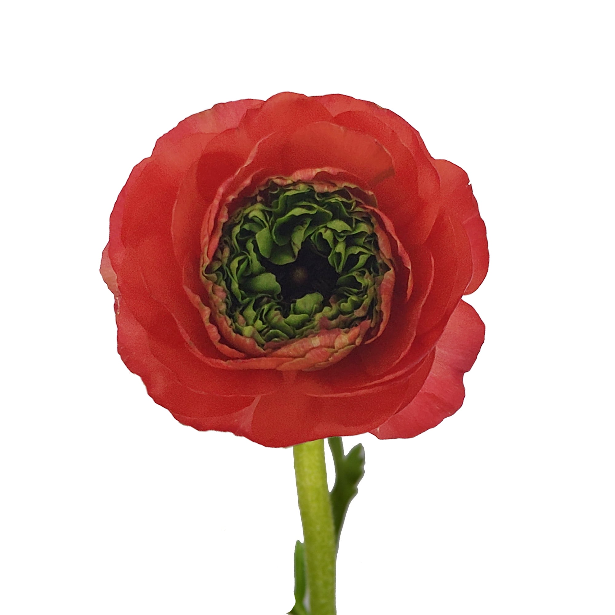 Green Center, Red & Coral Ranunculus - 30-40 cm - Fresh Cut Flowers ...