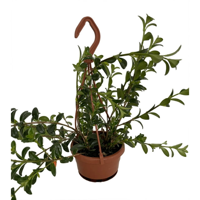 Green Cheerio Goldfish Plant - Nematanthus - 4" Mini Hanging Basket ...