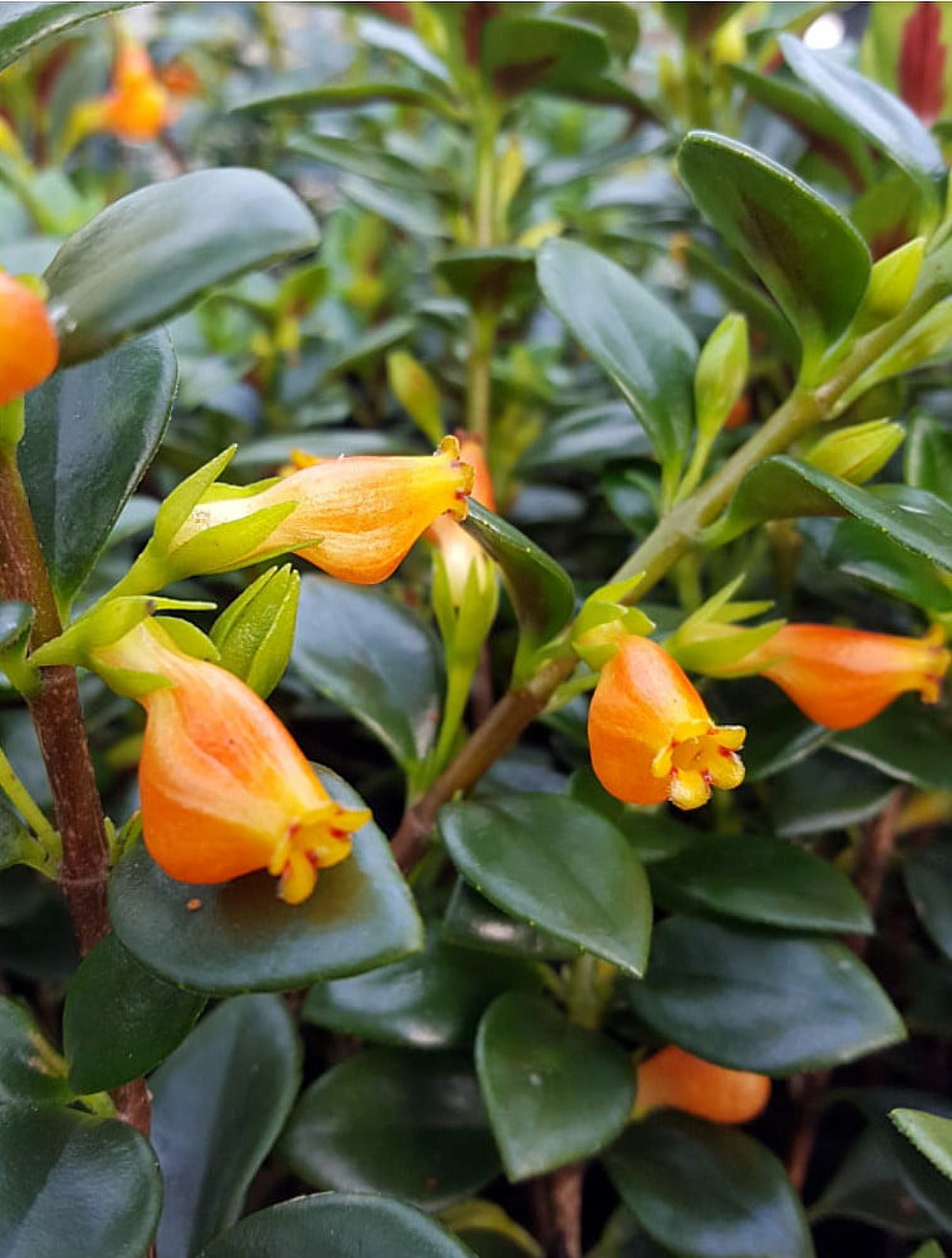 Low Light Green Cheerio Goldfish Plant - Indoors Tropical Nematanthus ...