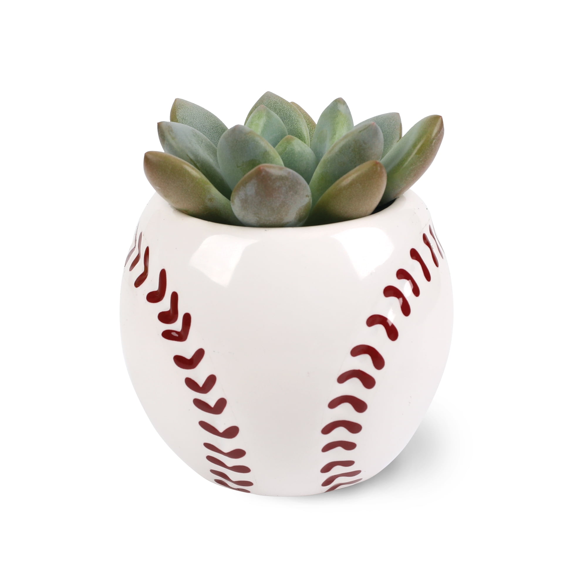 Green Circle Growers 2.5in Echeveria Succulent in Ceramic Pot - Walmart.com