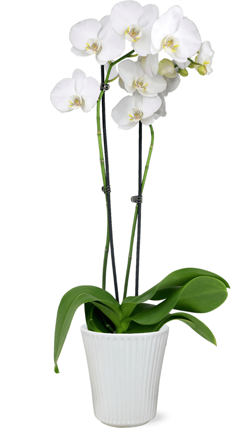 Green Circle Growers 5" Orchid White Live Plants in 5" Grower Pots ...