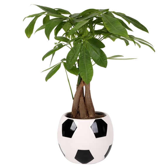 Green Circle Growers 5in Money Tree in Ceramic Pot - Walmart.com