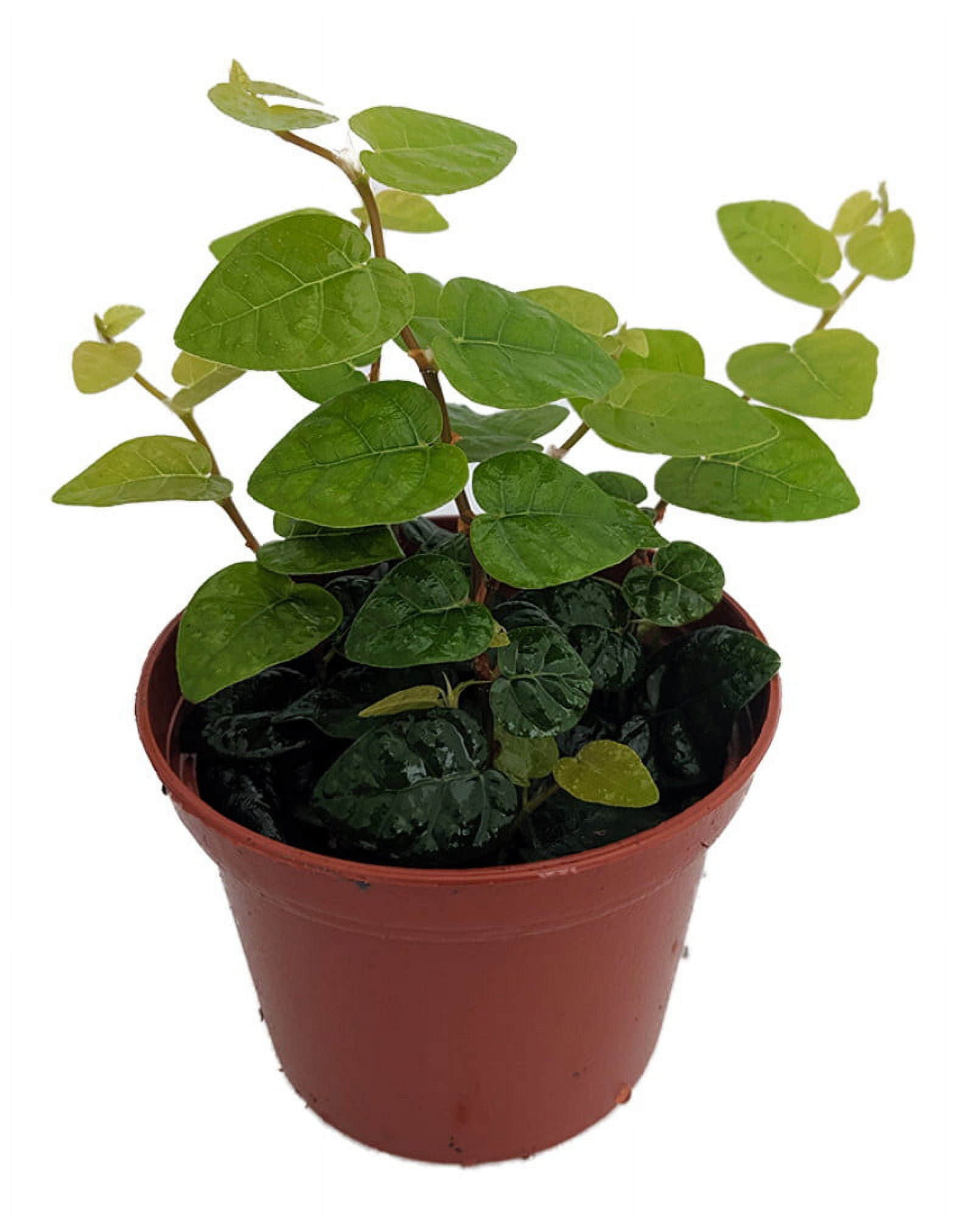 Green Creeping Fig Plant - Terrarium/Fairy Garden - Ficus pumila - 2.5 ...