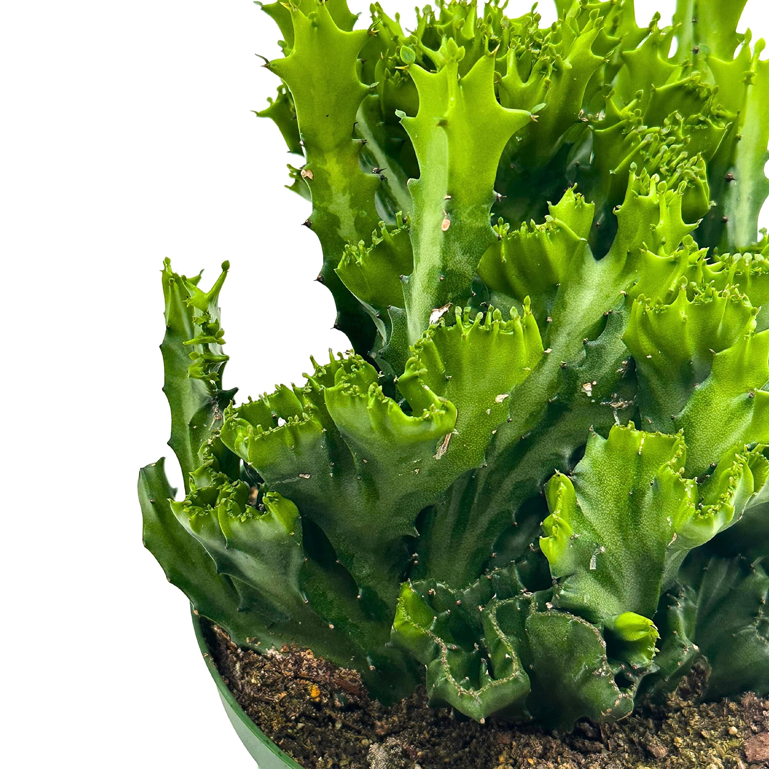 Green Crested African Milk Tree, 6 inch Pot, Twisted Euphorbia Trigona ...