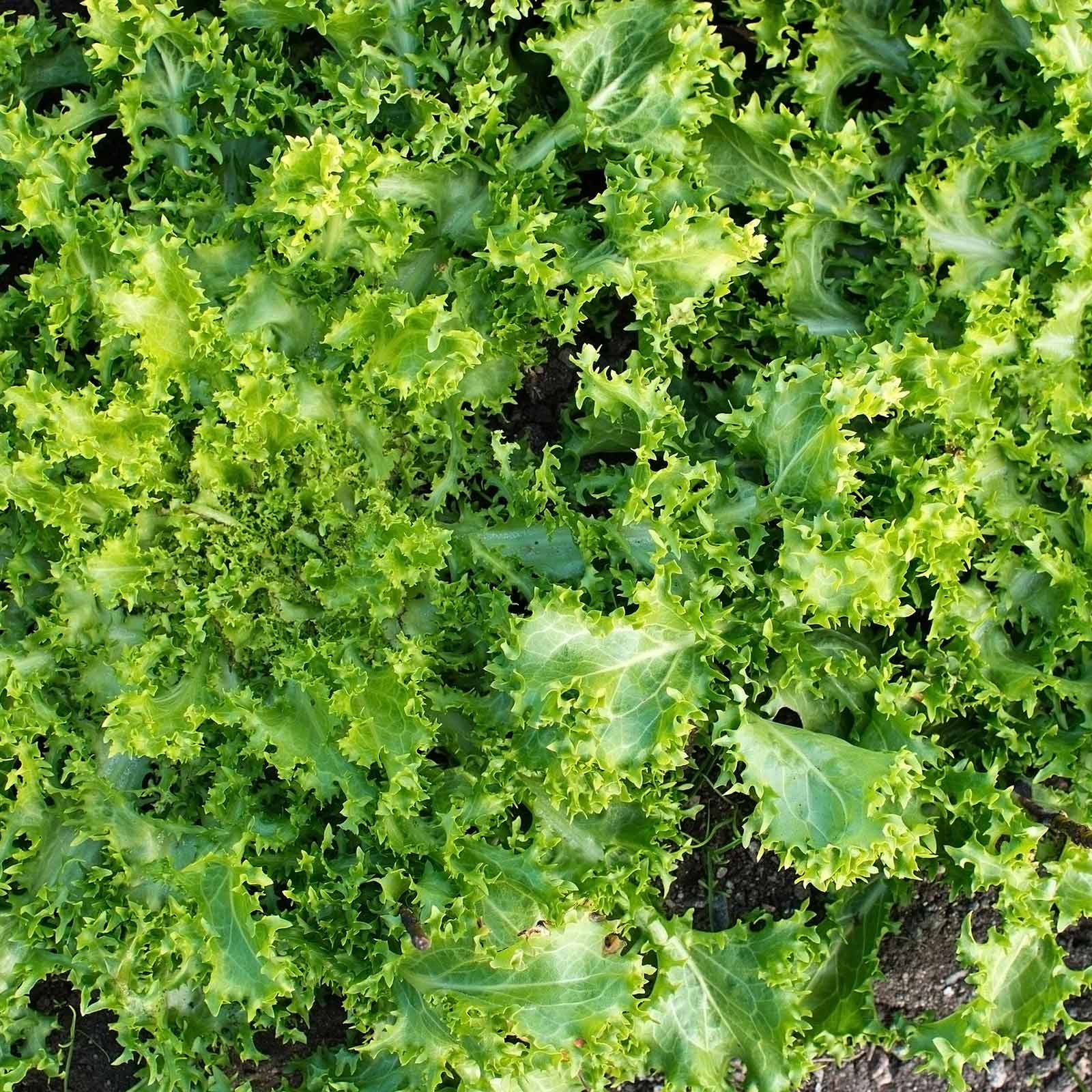 Green Curled Ruffec Endive Garden Seeds: 1 Oz - Non-GMO Vegetable ...