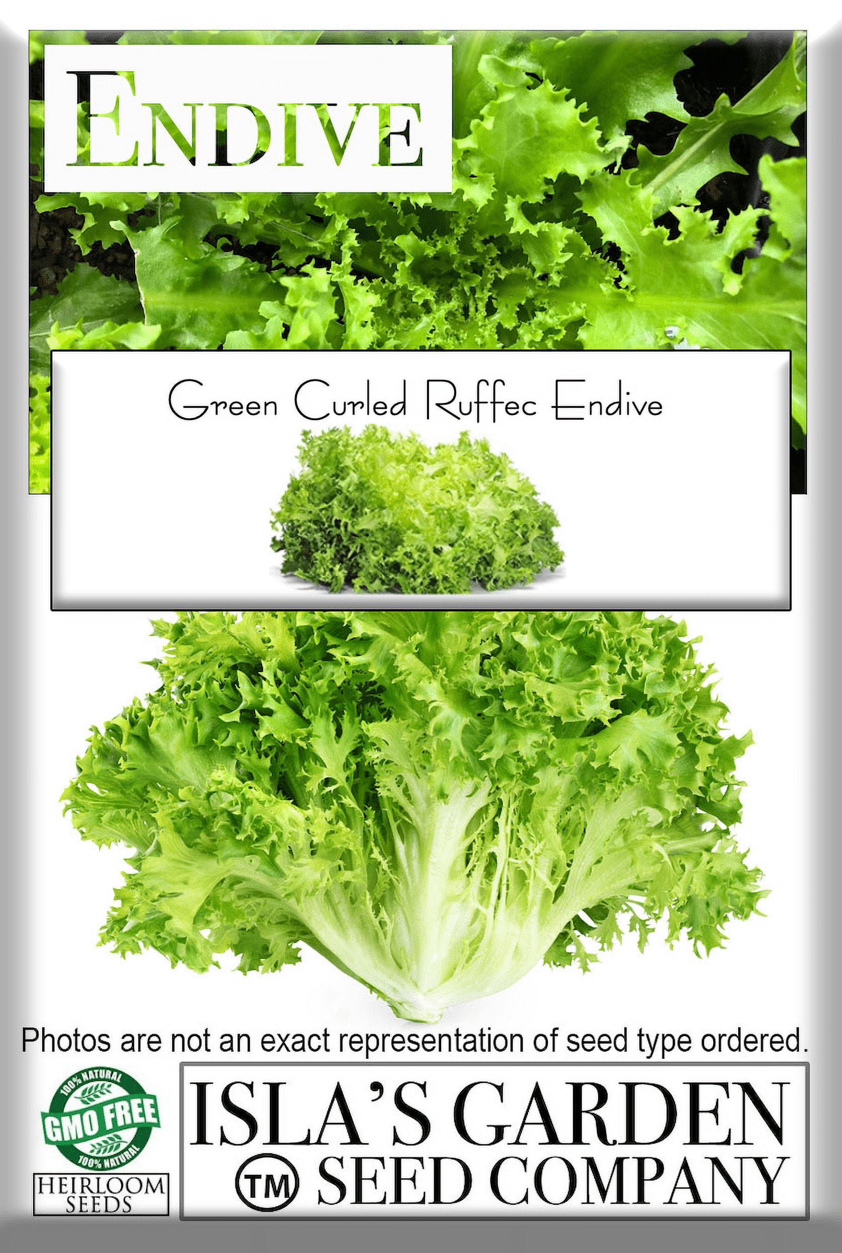 Green Curled Ruffec Endive Garden Seeds, 300 Heirloom Seeds Per Packet ...