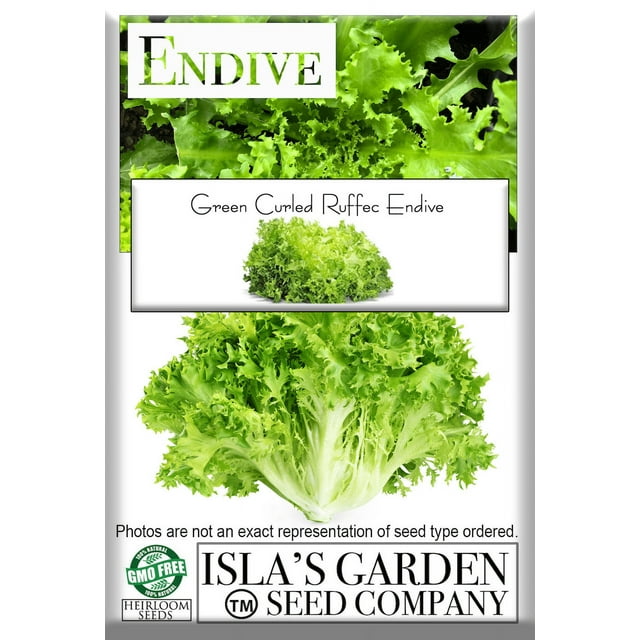 Green Curled Ruffec Endive Garden Seeds, 300 Heirloom Seeds Per Packet ...