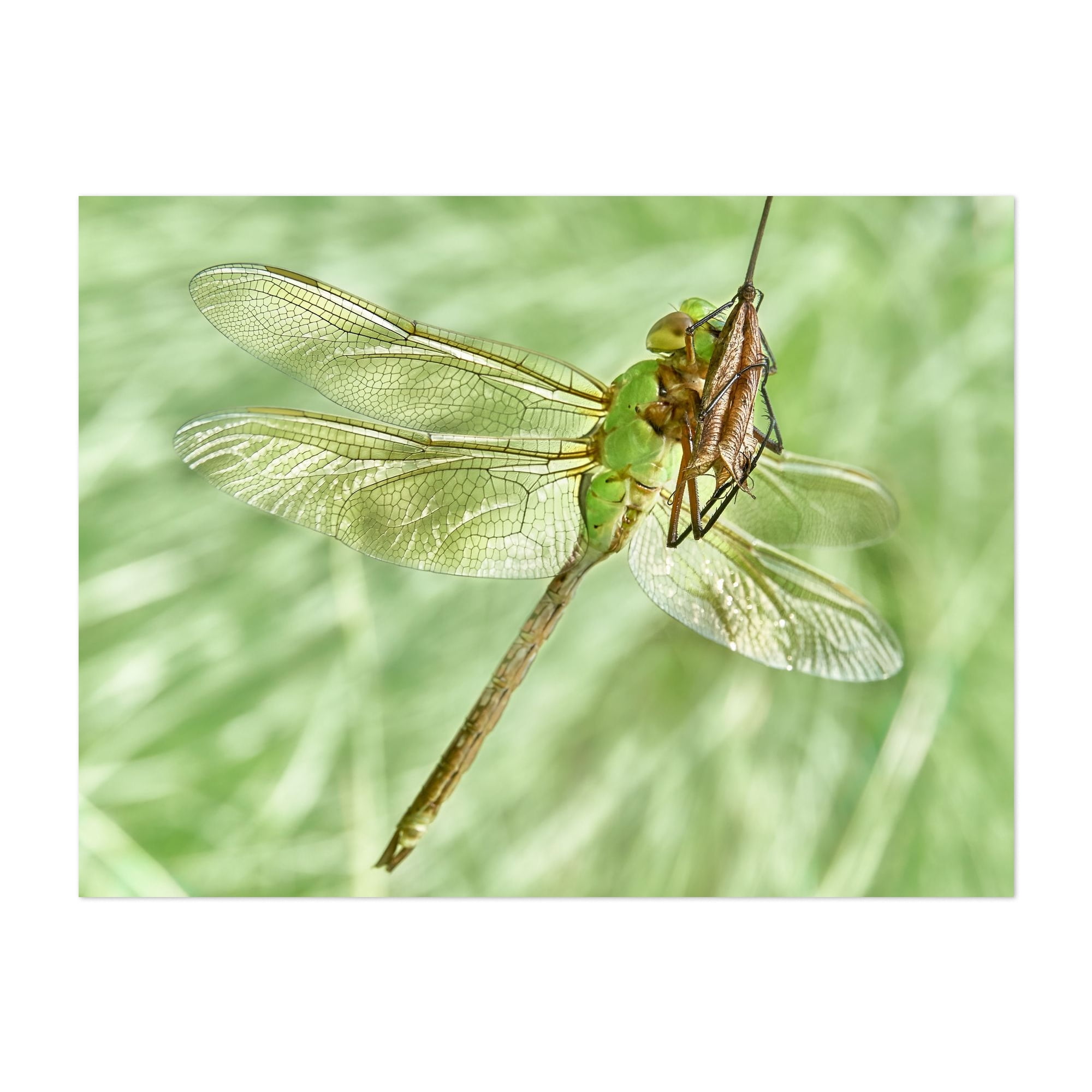 Green Darner In The Sun - Photography Dragonfly Insect Wildlife Nature ...