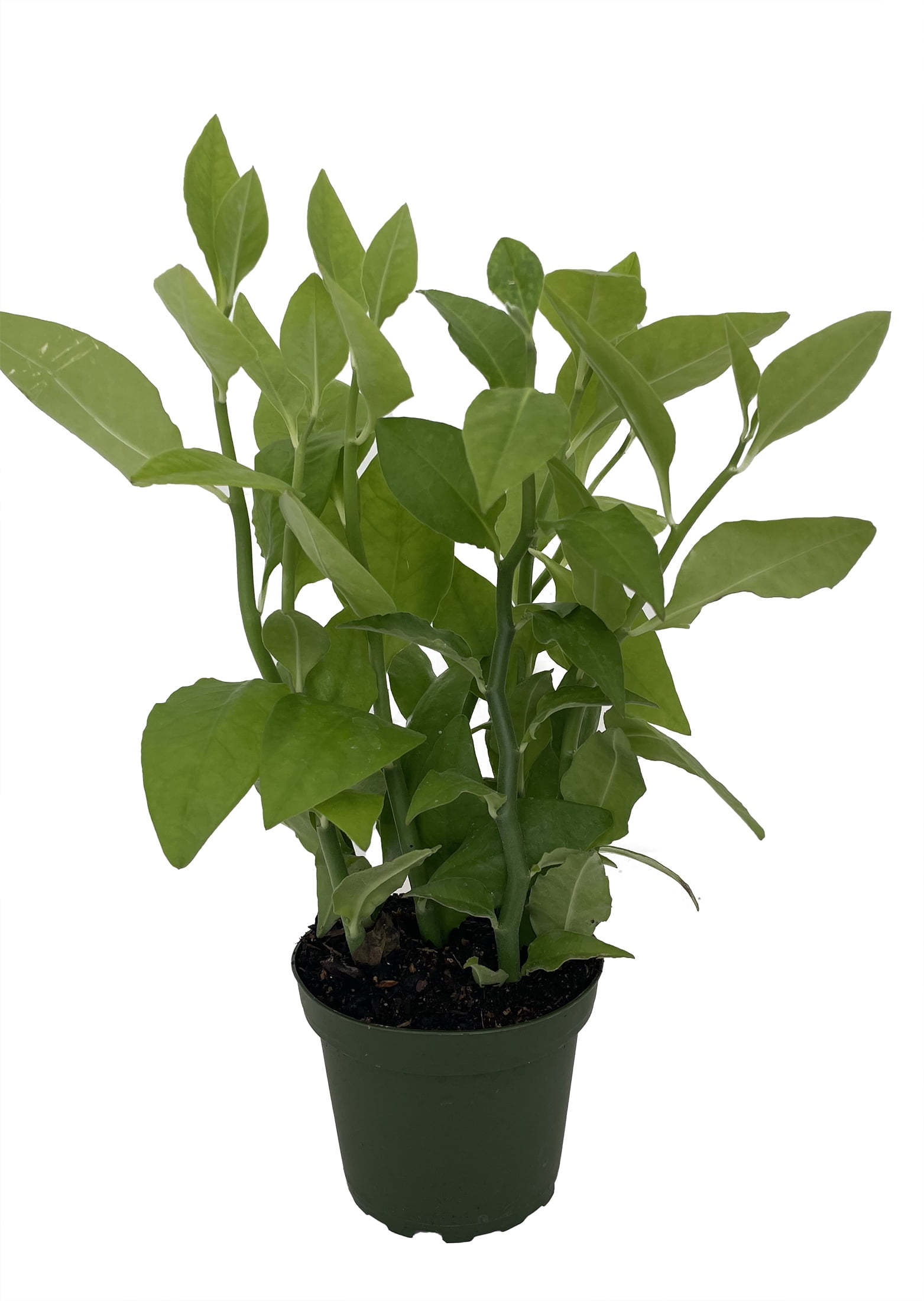 Green Devil's Backbone Plant - Pedilanthus - Euphorbia Tithymaloides ...