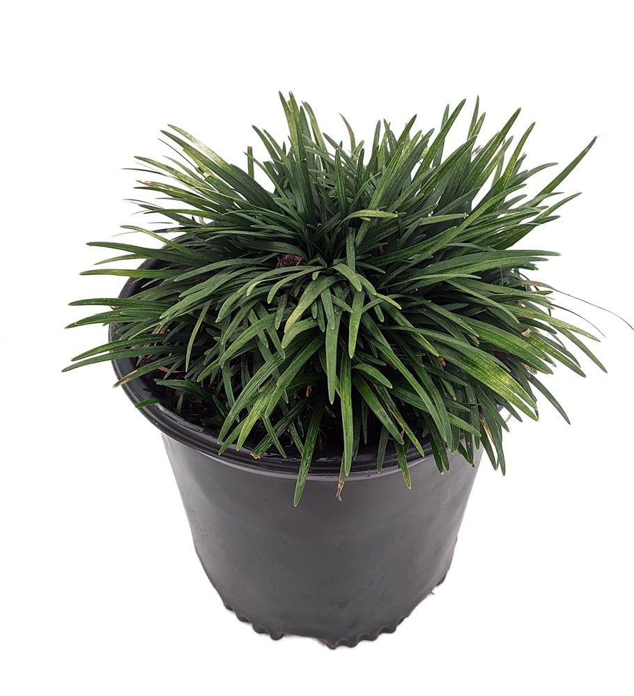 Green Dwarf Mondo Grass - Ophiopogon - 4" Pot - Carefree Groundcover ...