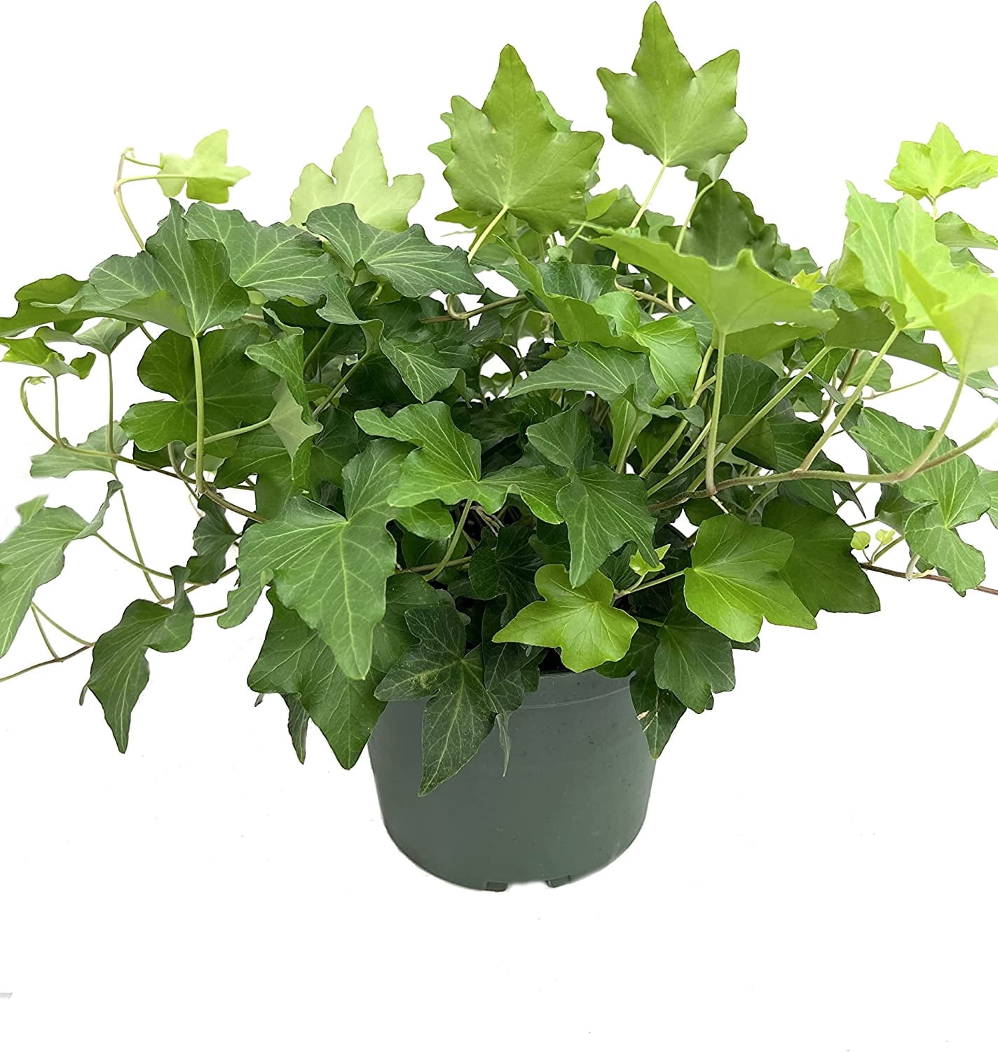 Green English Ivy - 3 Live Plants in 6 Inch Pots - Hedera Helix ...