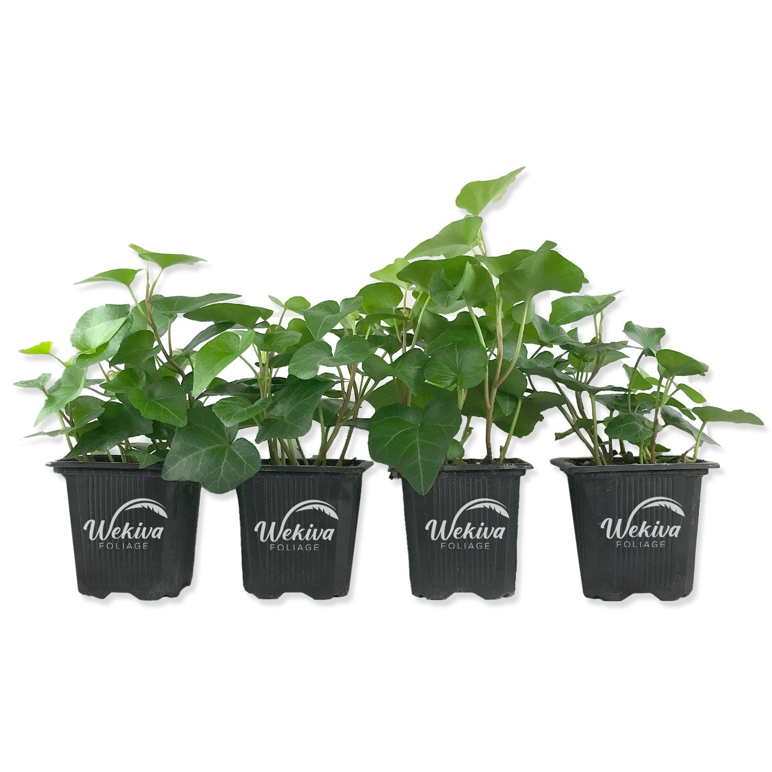 Wekiva Foliage English Ivy - 4 Live Plants, 3 Inch Pots - Hedera Helix ...