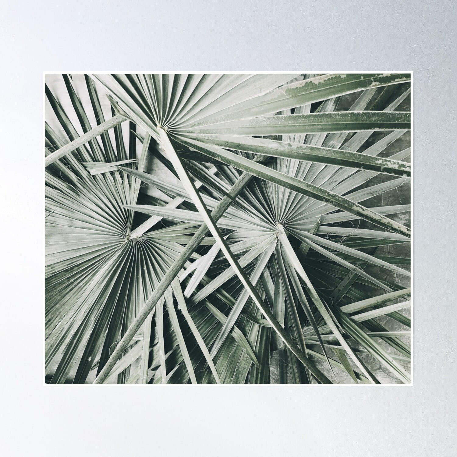 Green Fan Leaves Retro Island Photography Poster Wall Art, Modern Wall Decor, 24x36 UNFRAMED ...