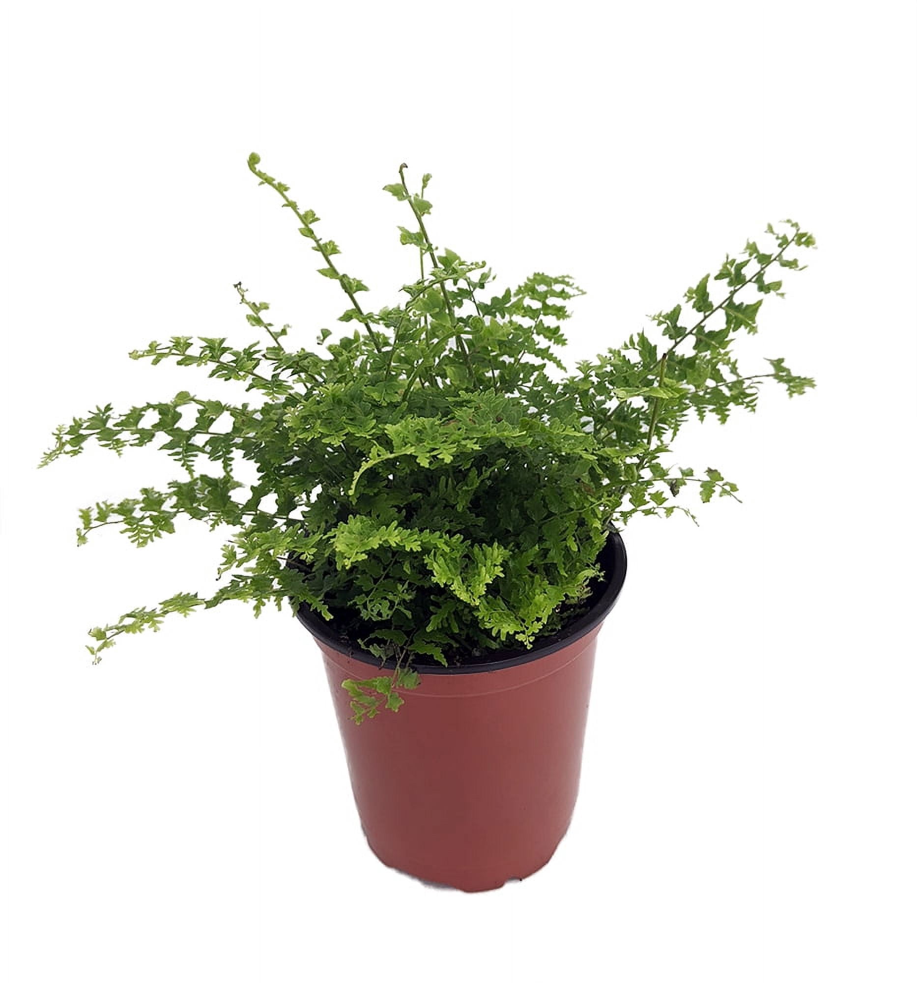 Green Fantasy Fern - Easy House Plant - 3.5" Pot - Walmart.com