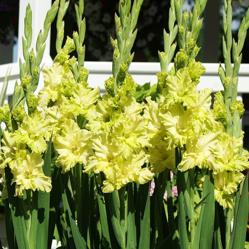 Green Flash Parrot Gladiolus Flower Bulbs - 10 Bulbs Per Pack ...