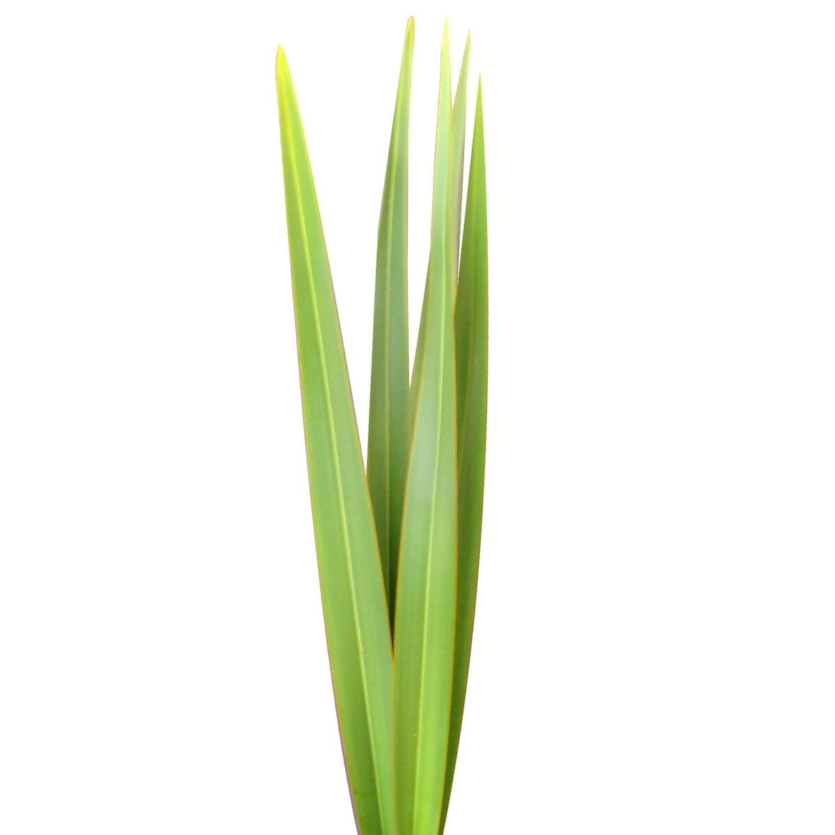Green Flax Leaves - Farm Direct Fresh Cut Flowers - 200 Stems - Walmart.com