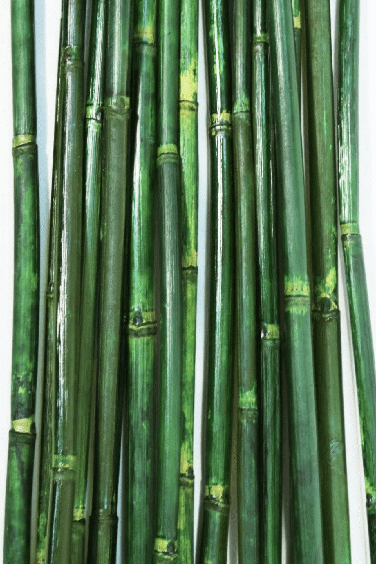 Green Floral Crafts - 3.5 Ft Natural River Cane - 3 Tone Green Pack of ...