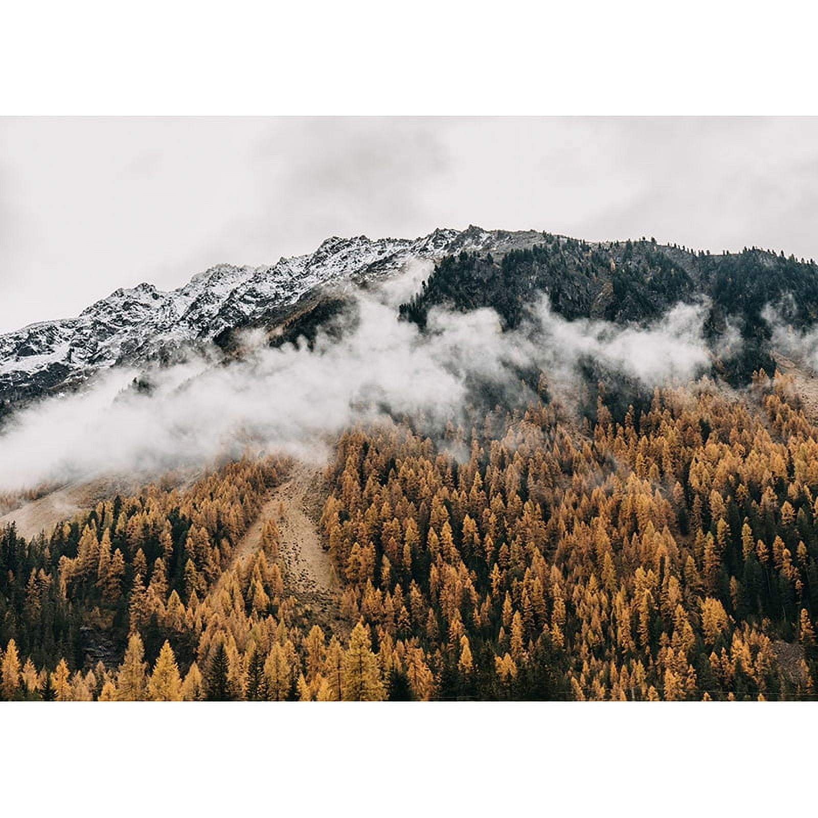 Green Forest Nature Scenery Photography Background Landscape Portrait ...