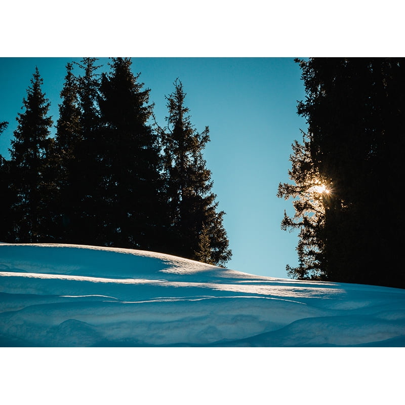 Green Forest Nature Scenery Photography Background Landscape Portrait ...