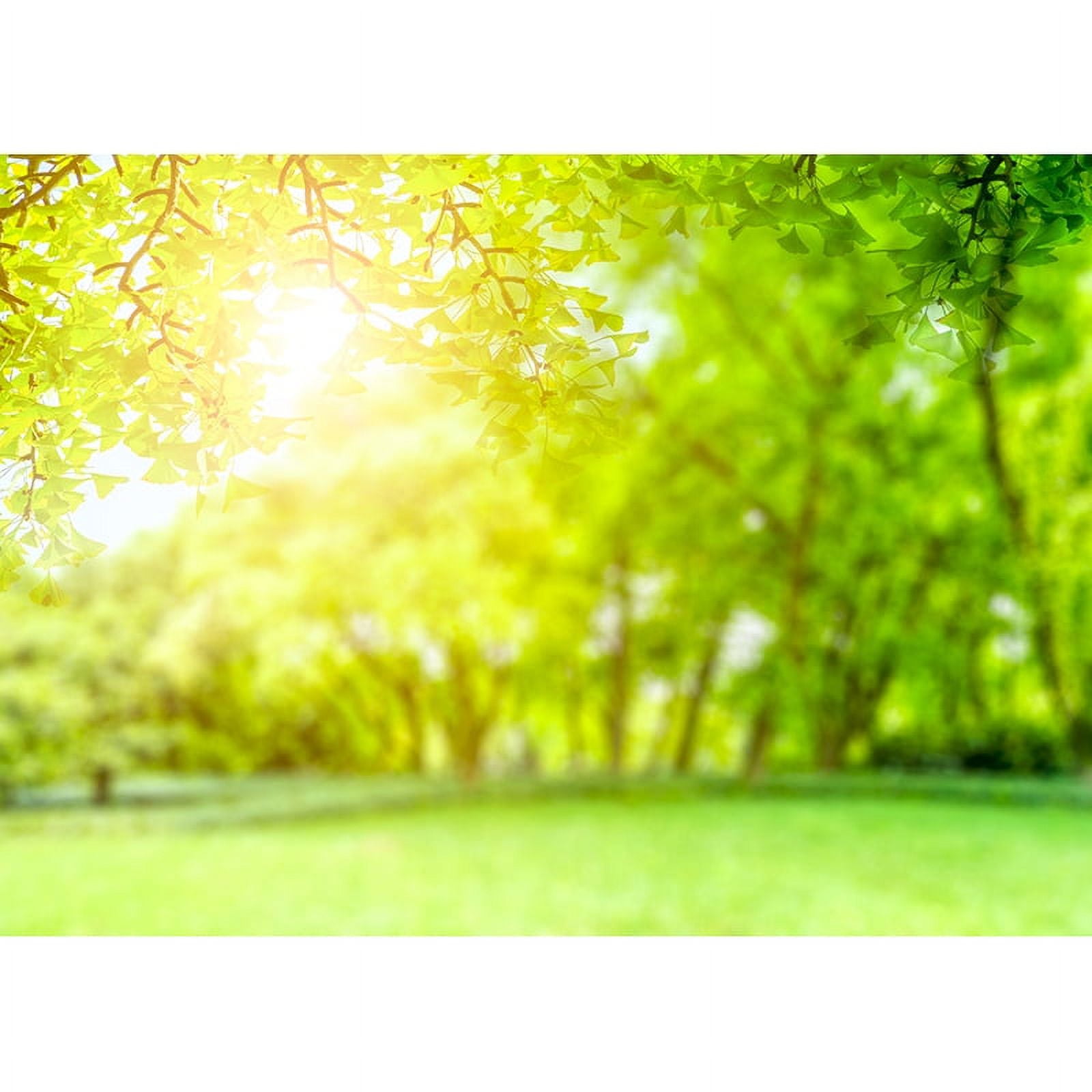Green Forest Nature Scenery Photography Background Landscape Portrait ...