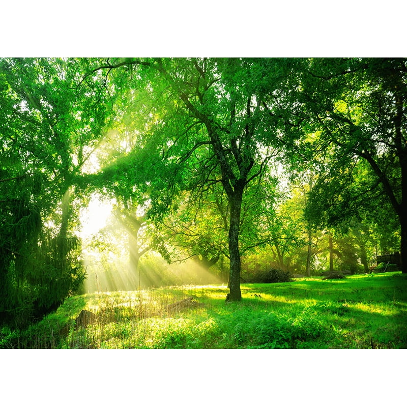 Green Forest Nature Scenery Photography Background Landscape Portrait ...