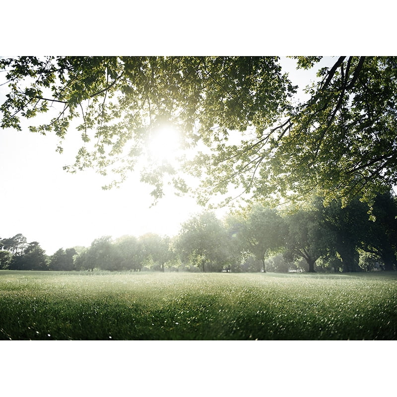 Green Forest Nature Scenery Photography Background Landscape Portrait ...