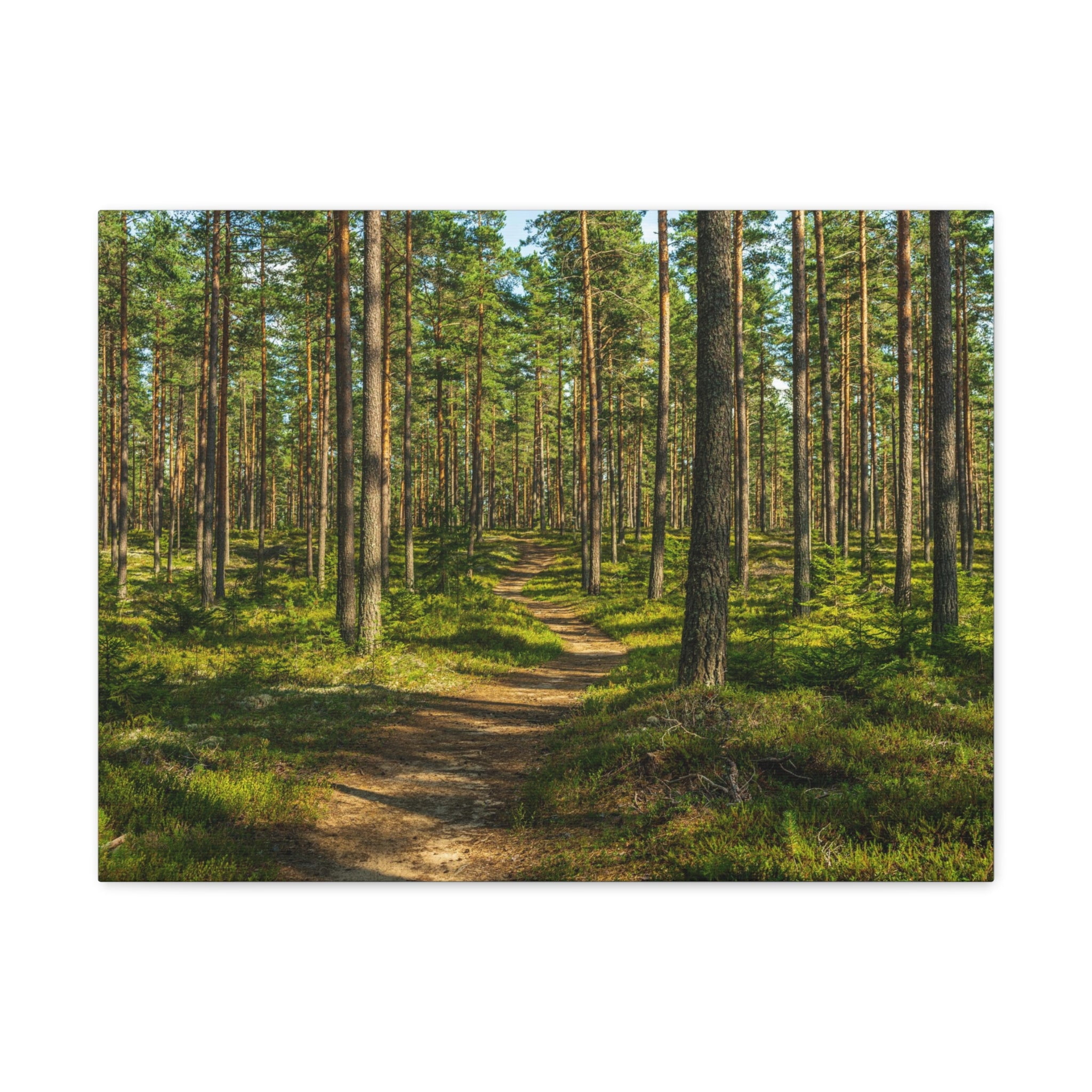 Green Forest Tree Path Nature Wilderness Photography Canvas Wall Art ...