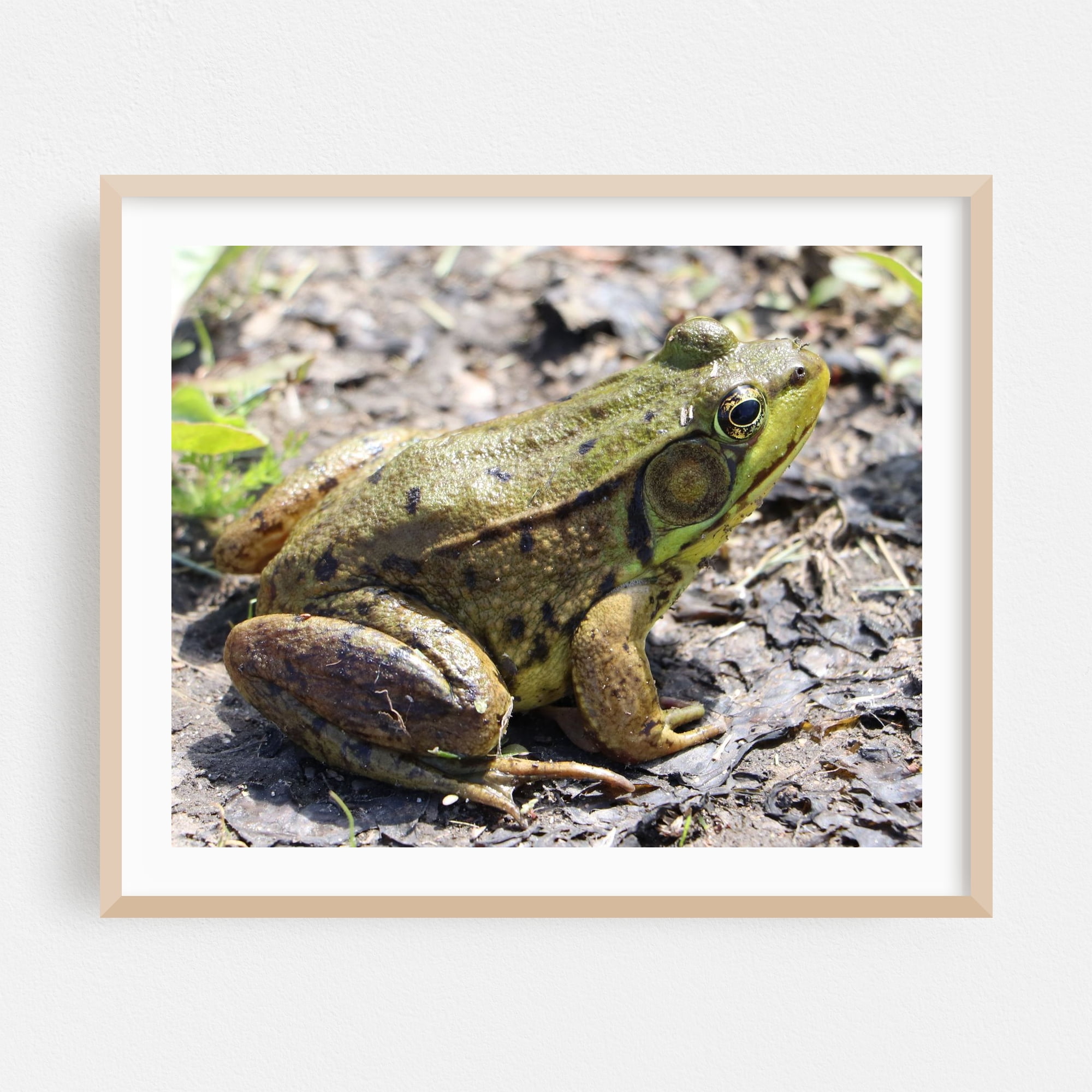 Green Frog - Homer Michigan Photography Wildlife Animal Nature Insect ...