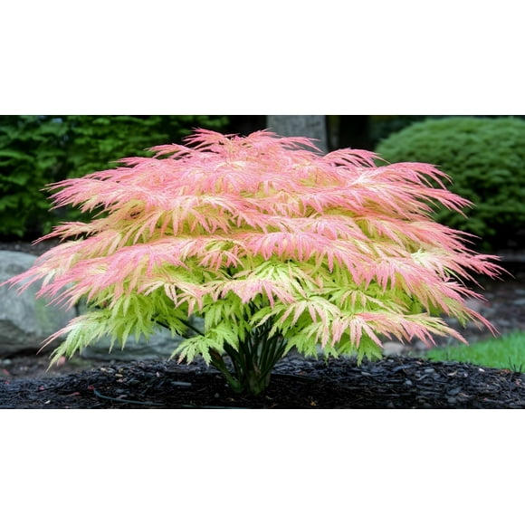 CZ Grain LLC - Walmart.com