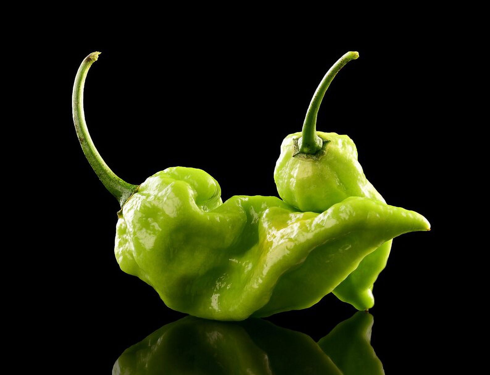 Green Ghost Pepper Bhut Jolokia Heirloom Pepper Premium Seed Packet ...