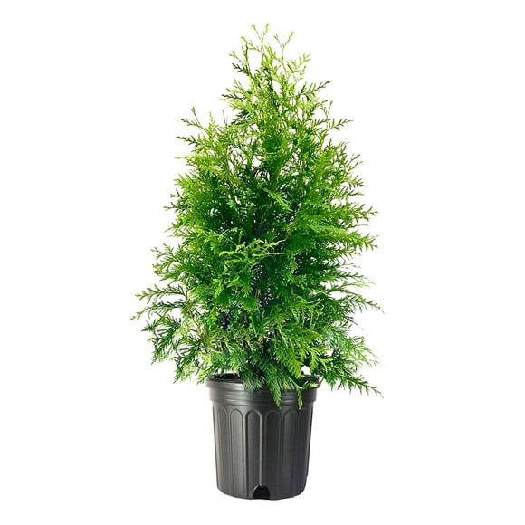 Junior Giant Arborvitae Live Plants