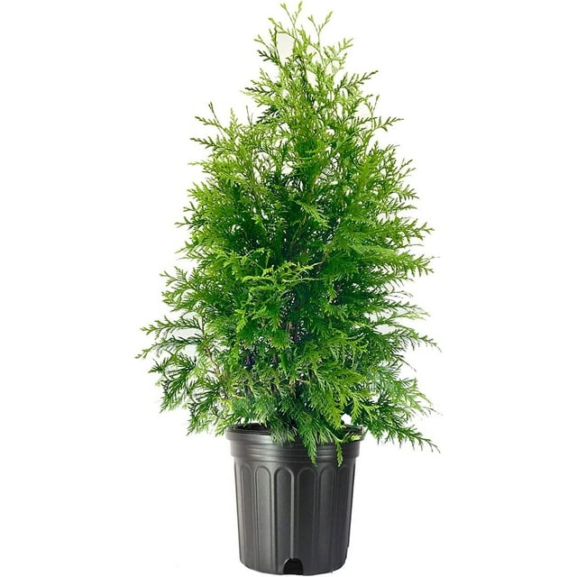 Green Giant Arborvitae 2 Large 3 Gallon Trees Thuja Plicata Live ...
