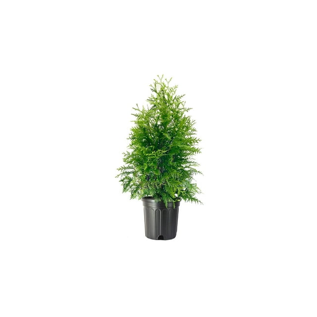 Green Giant Arborvitae 2 Large 3 Gallon Trees Thuja Plicata Live ...