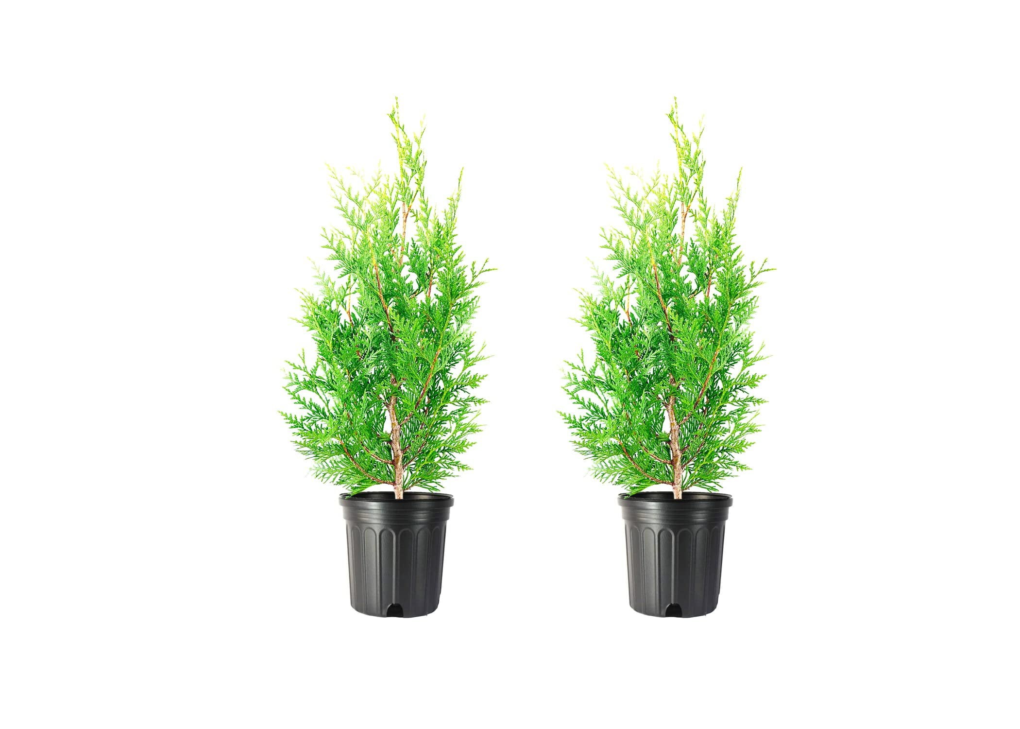 Green Giant Arborvitae 2 Live 1 Gallon Trees Thuja Plicata Evergreen ...