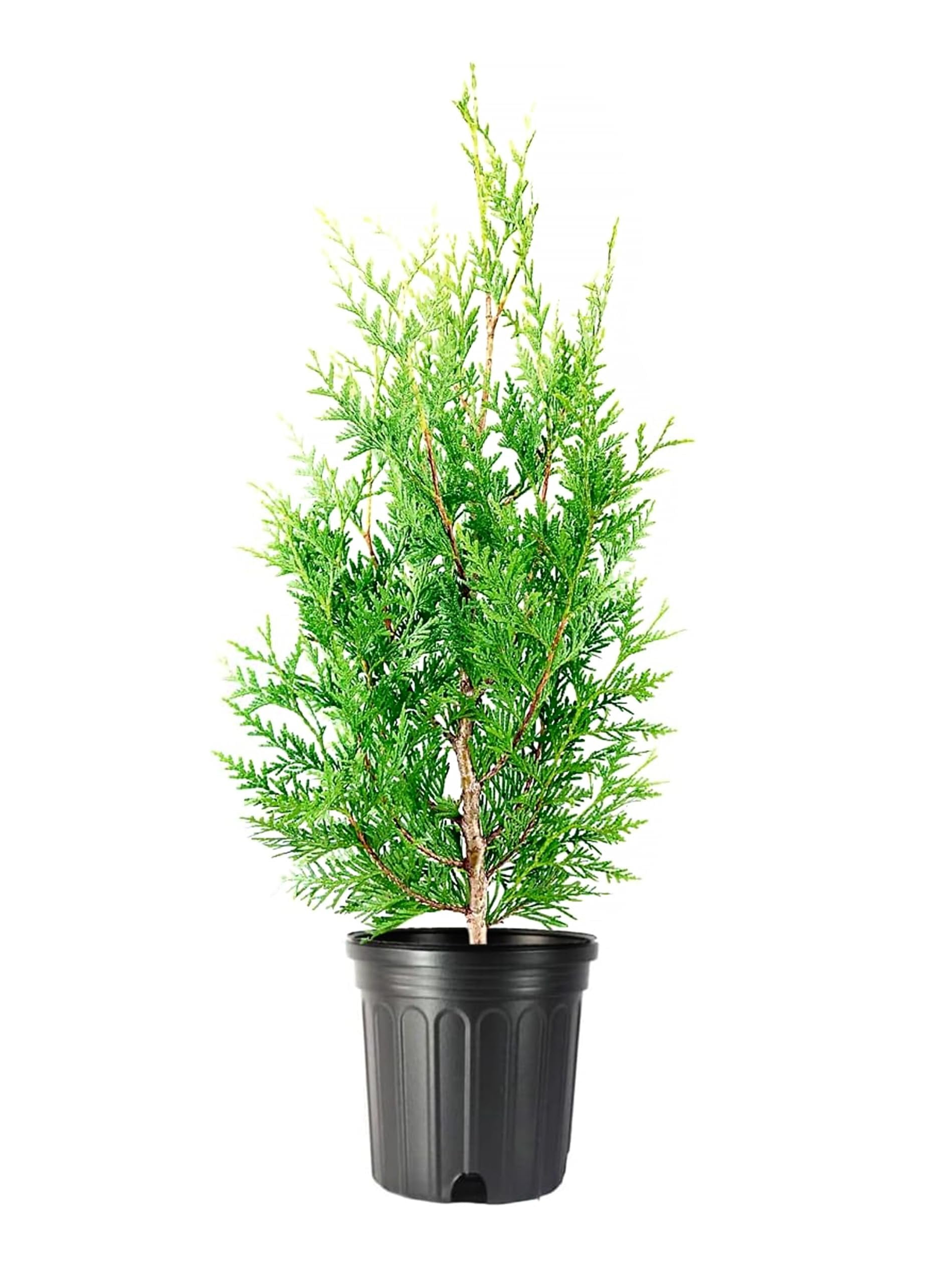 Green Giant Arborvitae 2 Live 1 Gallon Trees Thuja Plicata Evergreen ...