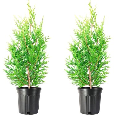 Thuja Arborvitae Green Giant - 5 Live Quart Size Plants - Evergreen ...