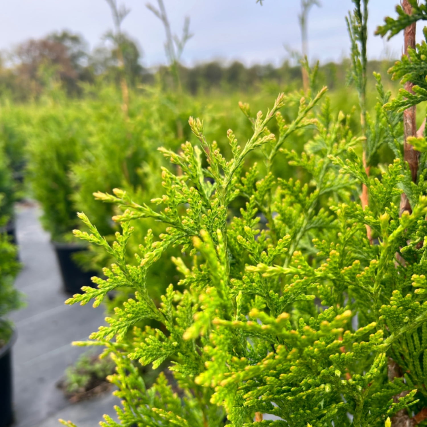 Green Giant Arborvitae - 3 Gallon Pot, Live Fast Growing Evergreen ...