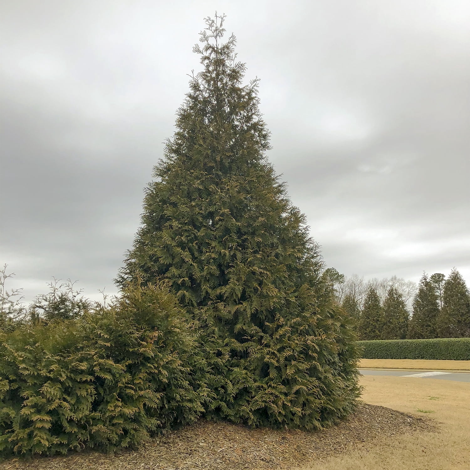 1 to 2 ft. tall, Green Giant Upright Arborvitae Evergreen Shrub, grown ...