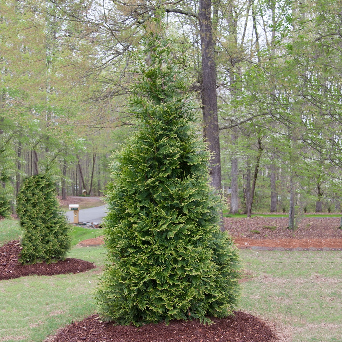 Green Giant Arborvitae Hedge Kit, 3 Bare Root Evergreen Plants ...