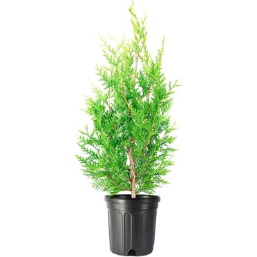 Green Giant Arborvitae 1 Large 3 Gallon Tree Thuja Plicata Live ...